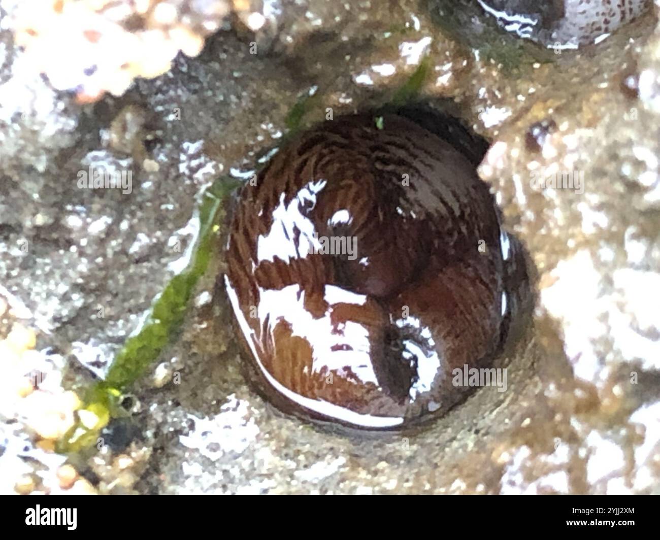 Rough piddock hi-res stock photography and images - Alamy
