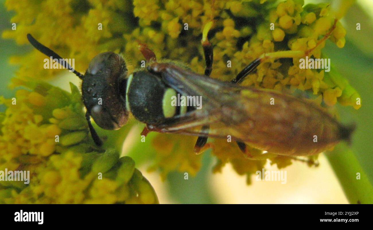 European beewolf (Philanthus triangulum Stock Photo - Alamy