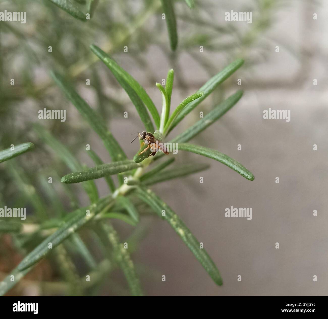 Narrow Stingless Bee (Tetragonisca angustula Stock Photo - Alamy