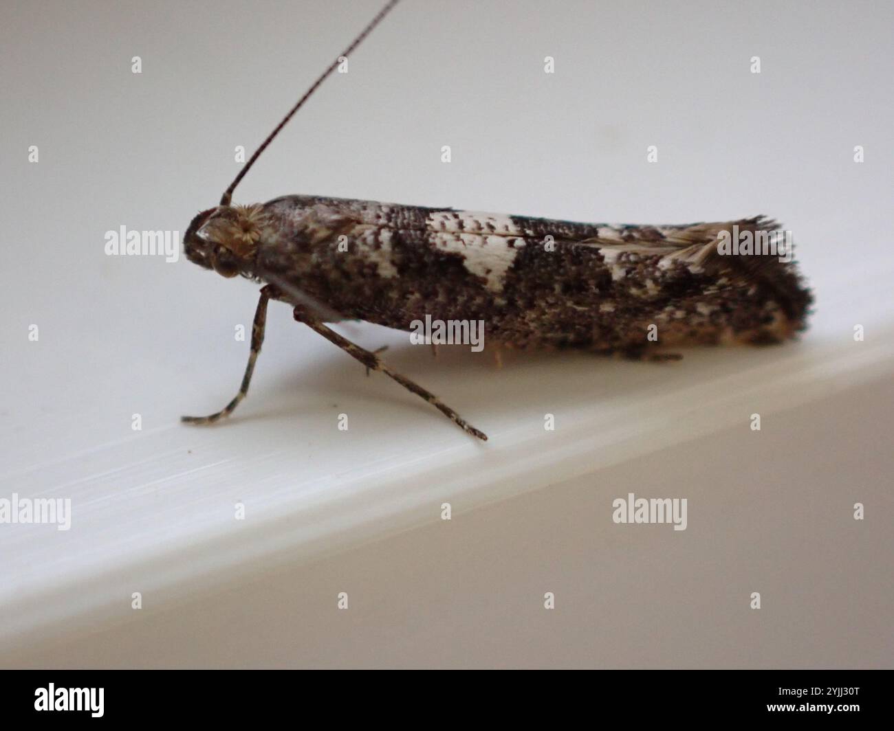 Leek Moth (Acrolepiopsis assectella Stock Photo - Alamy