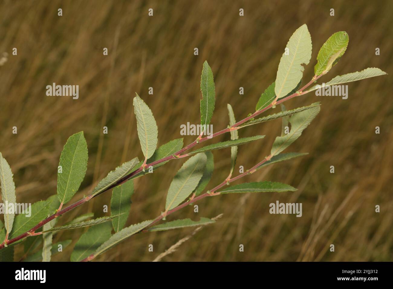 Grey Willow (Salix cinerea Stock Photo - Alamy