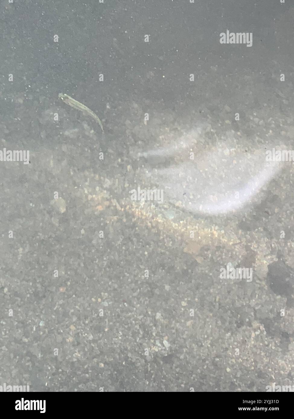 Threespine Stickleback (Gasterosteus aculeatus Stock Photo - Alamy