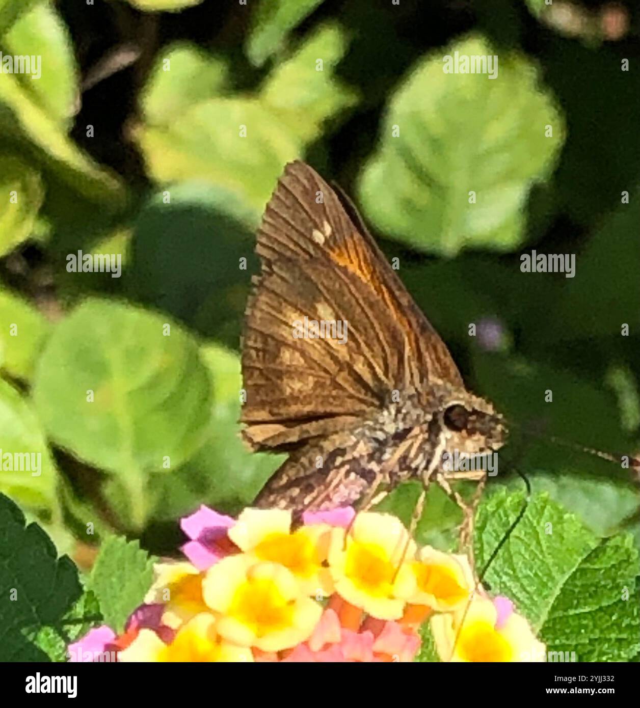 Broad-winged Skipper (Poanes viator Stock Photo - Alamy