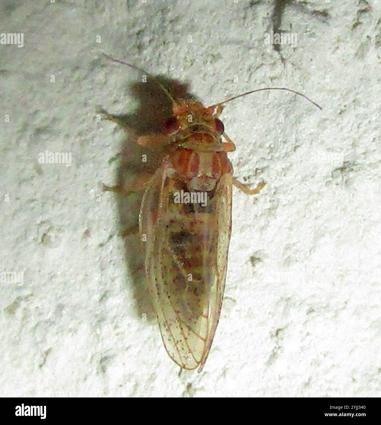 Psylloidea hi-res stock photography and images - Alamy
