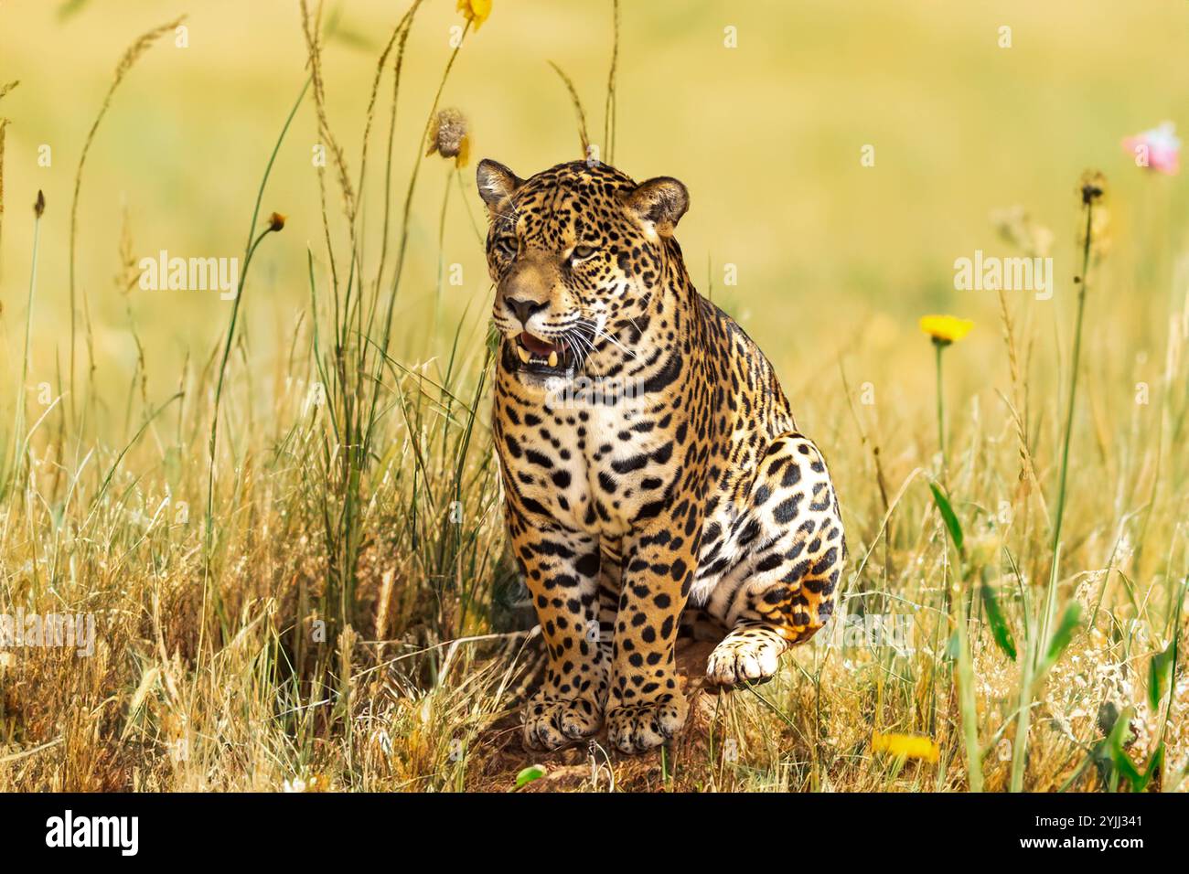 South American jaguar (Panthera onca). Tropical feline "onça pintada ...
