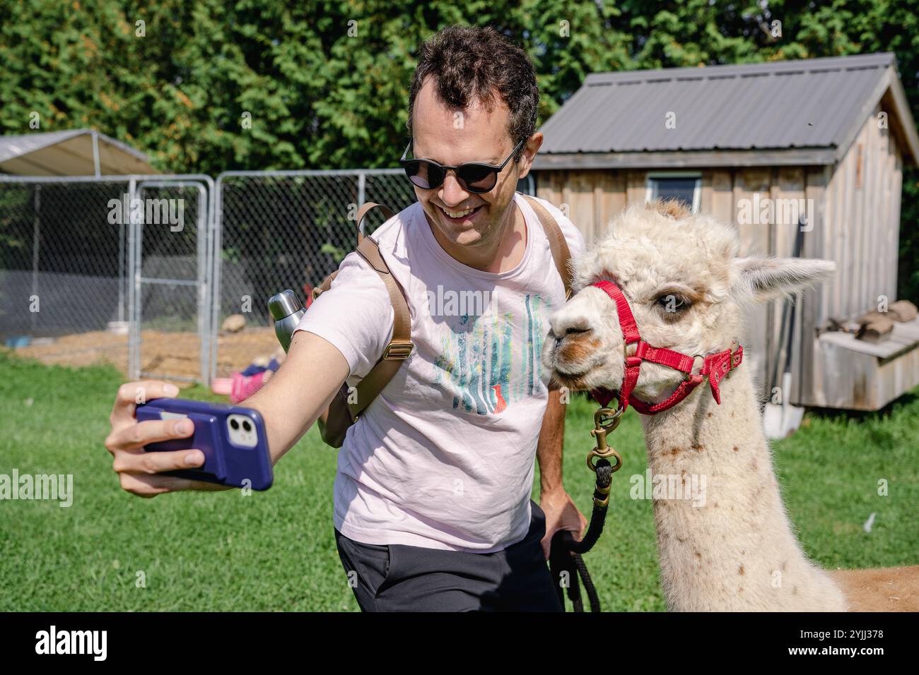 White man in his thirties taking a selfie with an alpaca Stock Photo ...