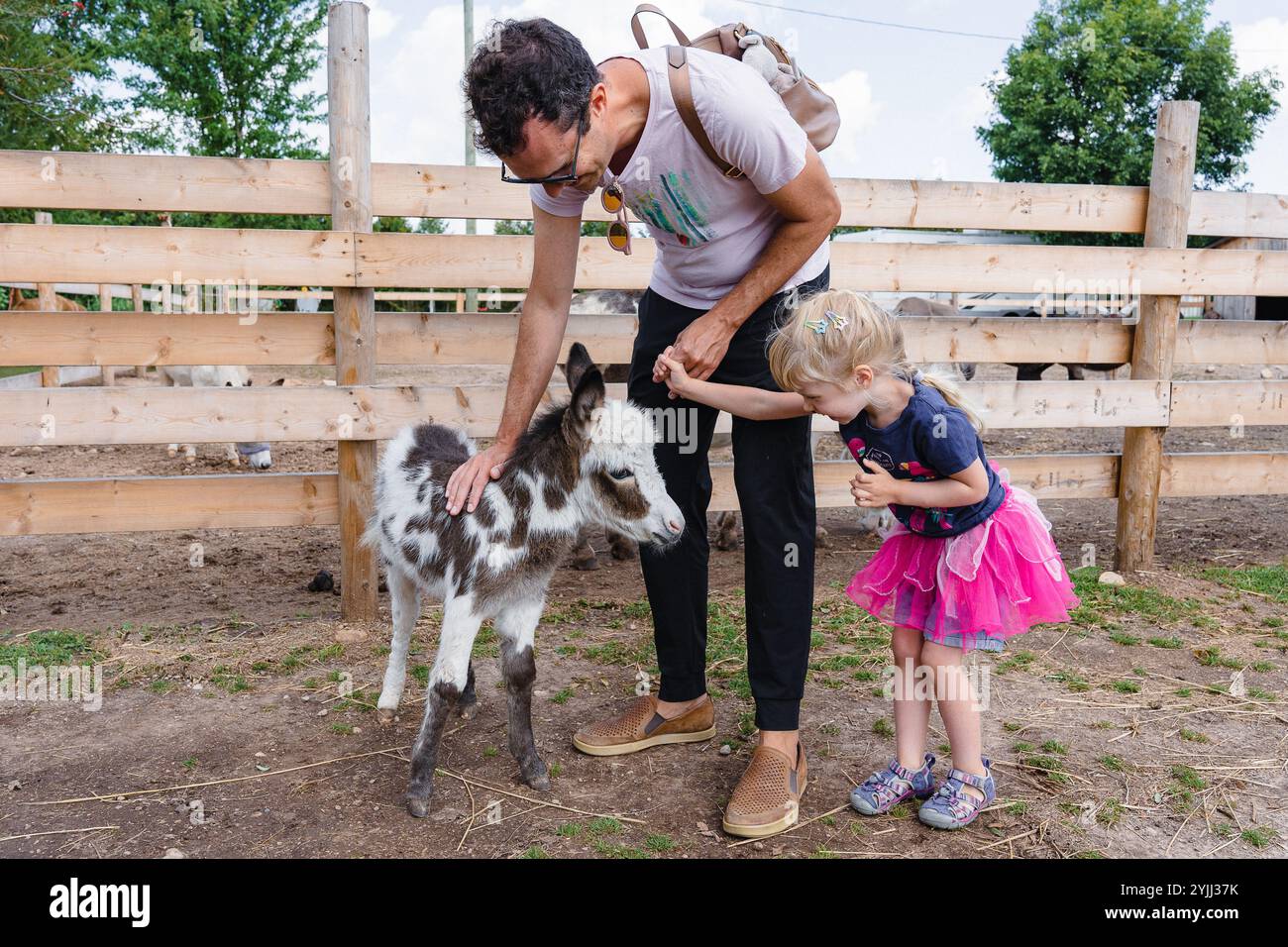 Farther and a little girl meet a baby donkey Stock Photo - Alamy