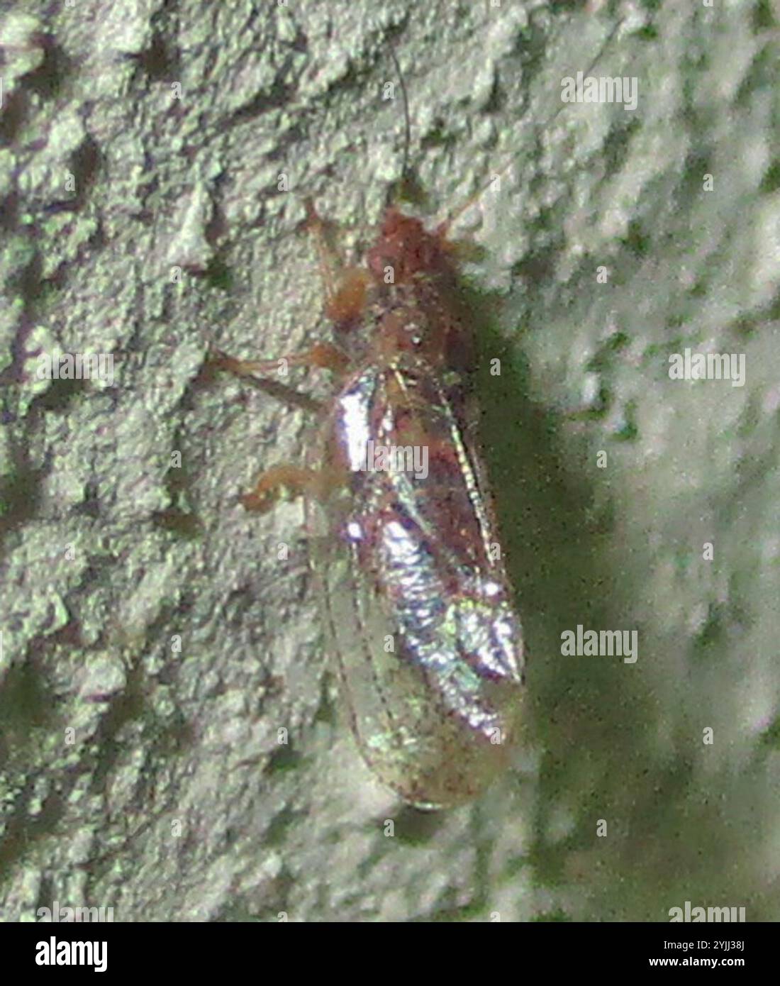 Psylloidea hi-res stock photography and images - Alamy