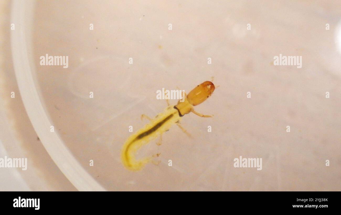 Little Black Caddisflies (Chimarra Stock Photo - Alamy