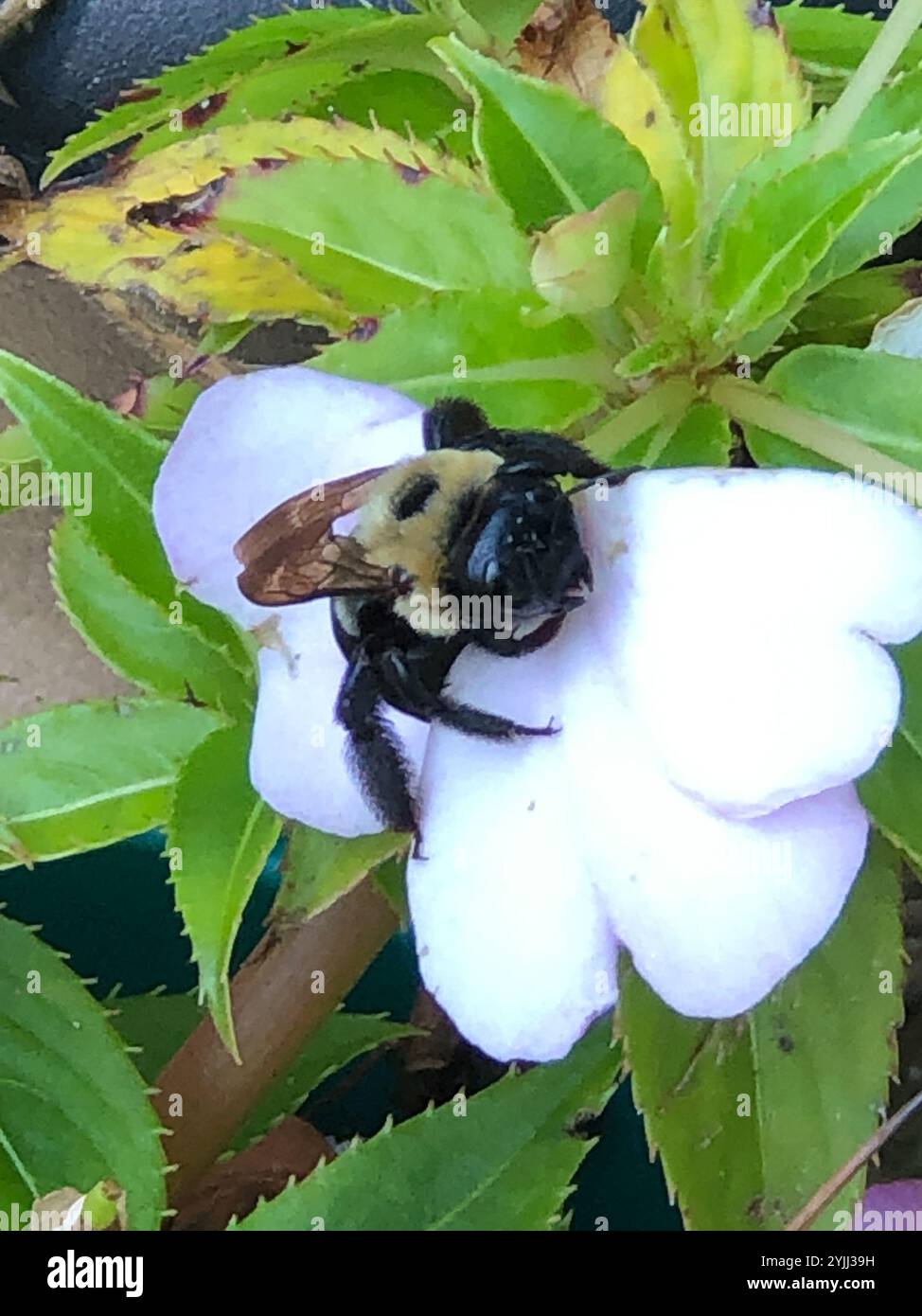 Virginia Carpenter Bee (Xylocopa virginica virginica Stock Photo - Alamy