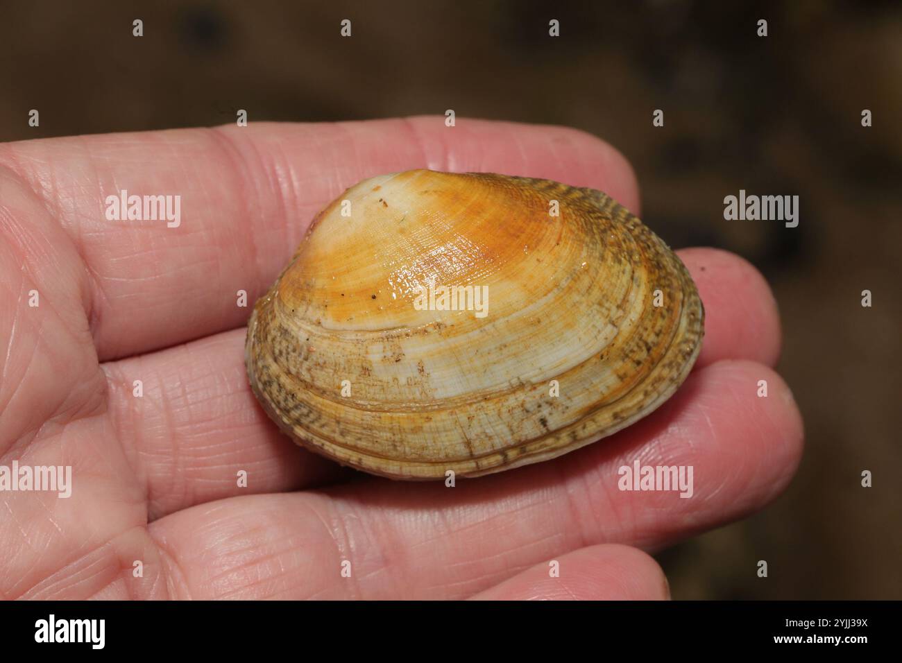 Pullet Carpet Shell (Venerupis corrugata Stock Photo - Alamy