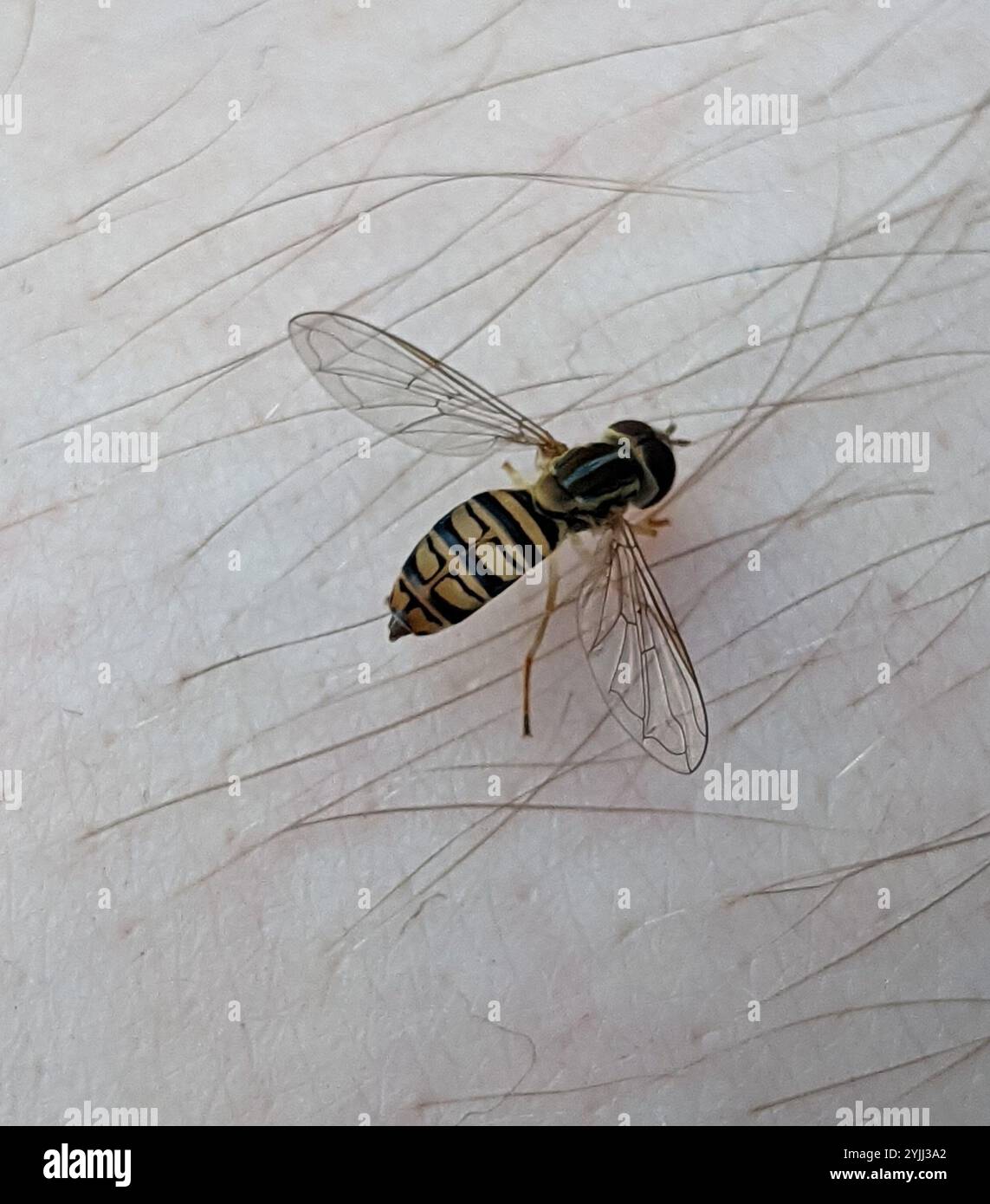 Maize Calligrapher (Toxomerus politus Stock Photo - Alamy