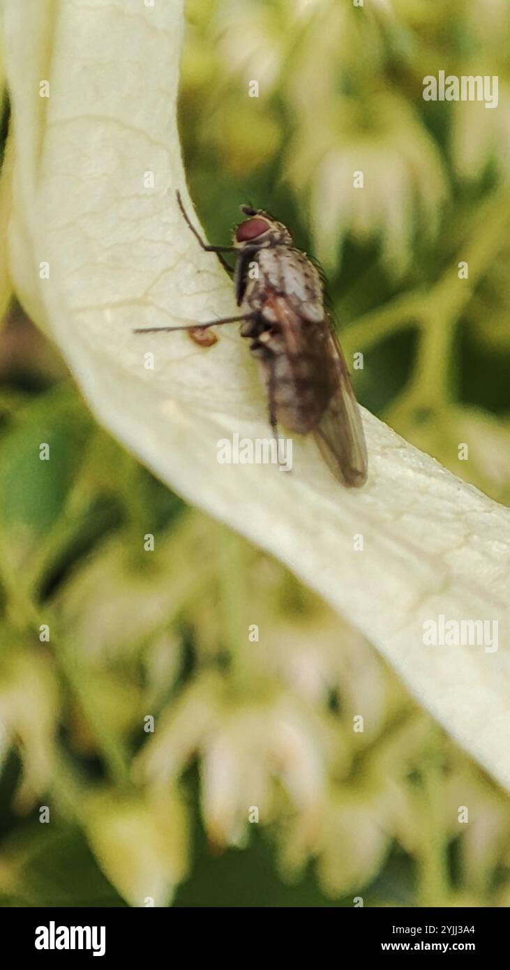 Root-maggot Flies (Anthomyiidae Stock Photo - Alamy