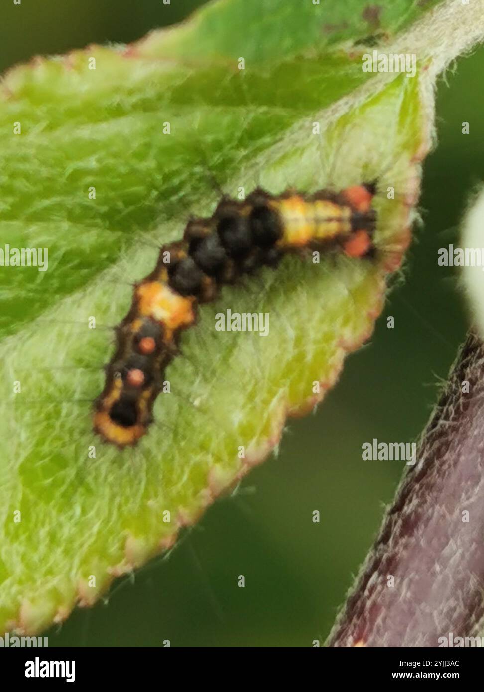 Rusty Tussock Moth (Orgyia antiqua Stock Photo - Alamy