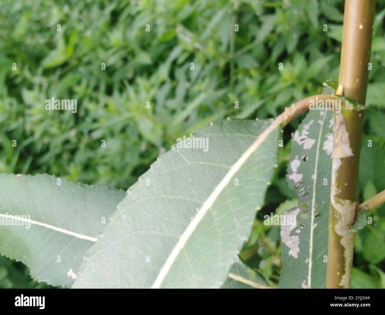 Almond Willow (Salix triandra Stock Photo - Alamy