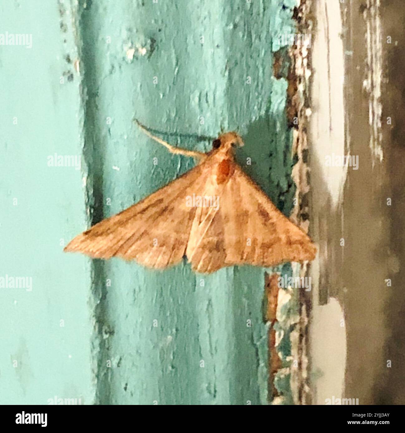 Yellow-spotted Renia Moth (Renia flavipunctalis Stock Photo - Alamy