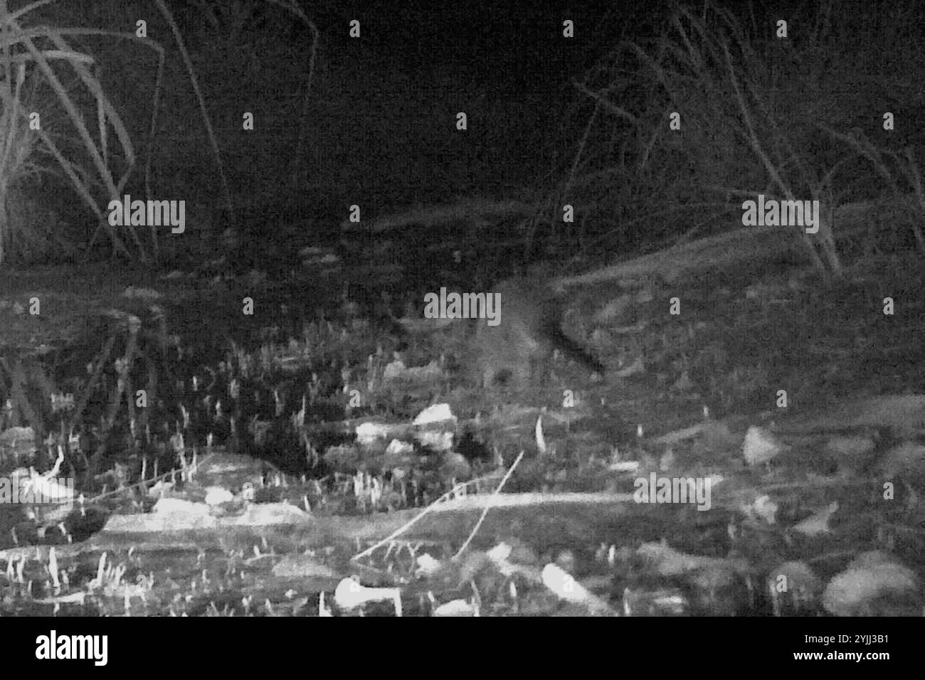 Rakali (Hydromys chrysogaster Stock Photo - Alamy