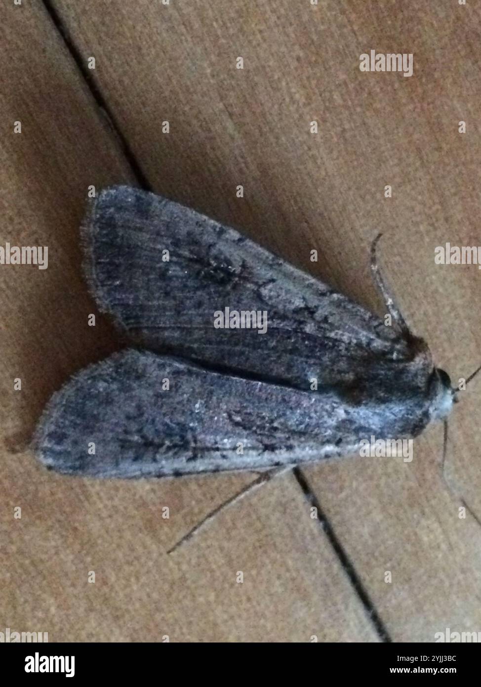 Variegated Cutworm Moth (Peridroma saucia Stock Photo - Alamy