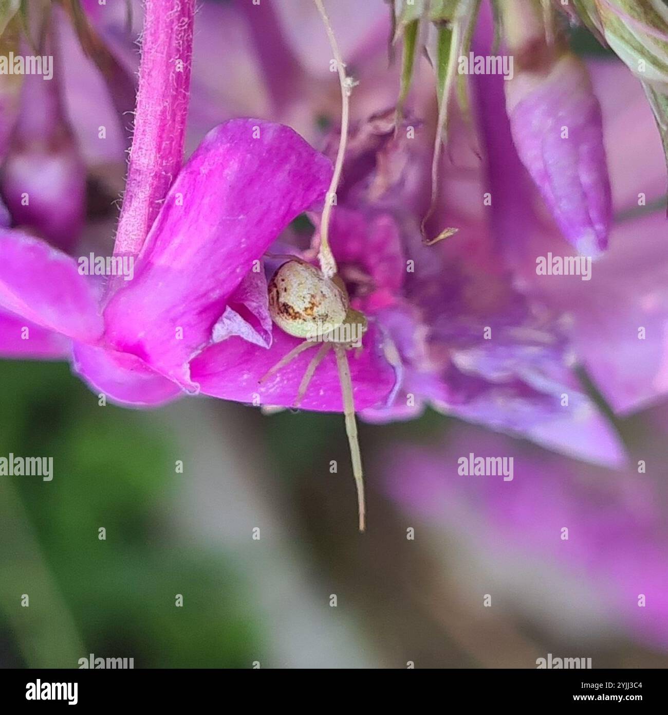 Triangle Crab Spider (Ebrechtella tricuspidata Stock Photo - Alamy