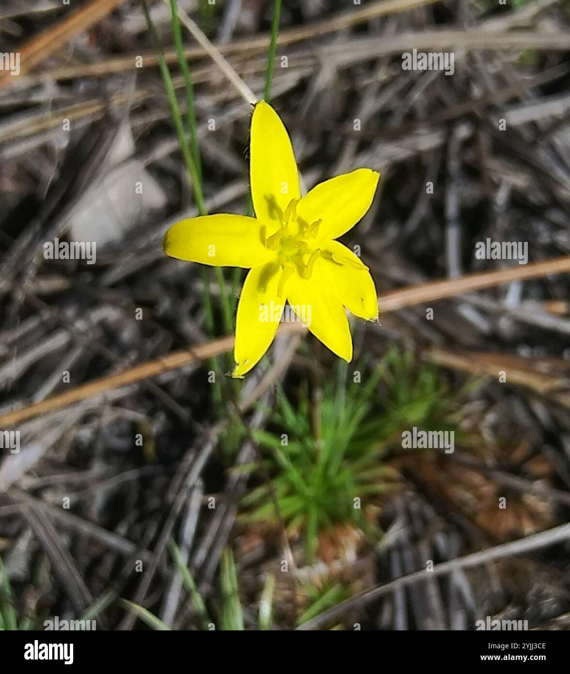 fringed star grass (Hypoxis juncea Stock Photo - Alamy