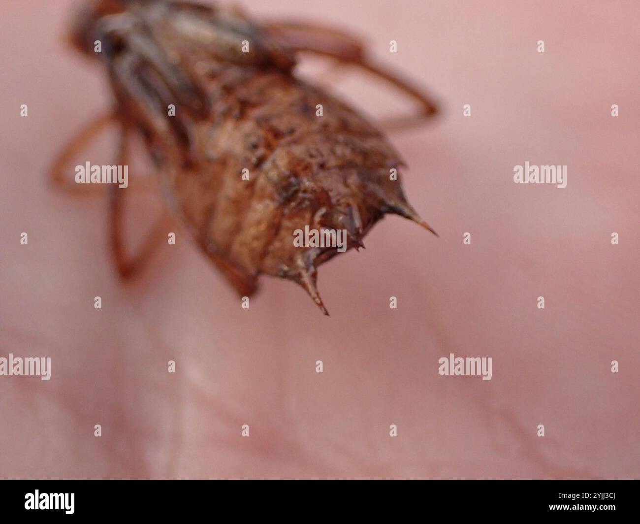 Spiny Baskettail (Epitheca spinigera Stock Photo - Alamy