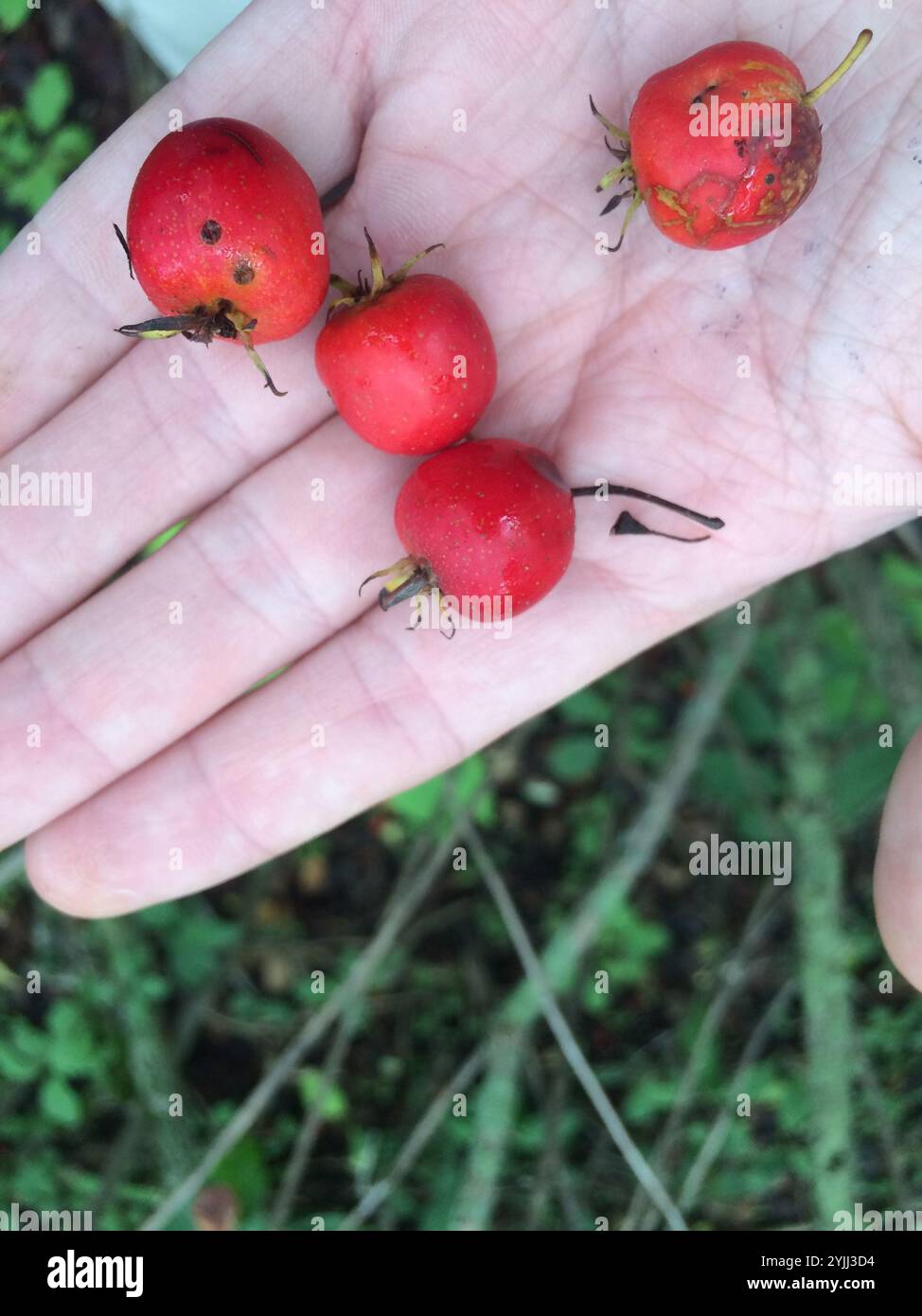 dotted hawthorn (Crataegus punctata Stock Photo - Alamy