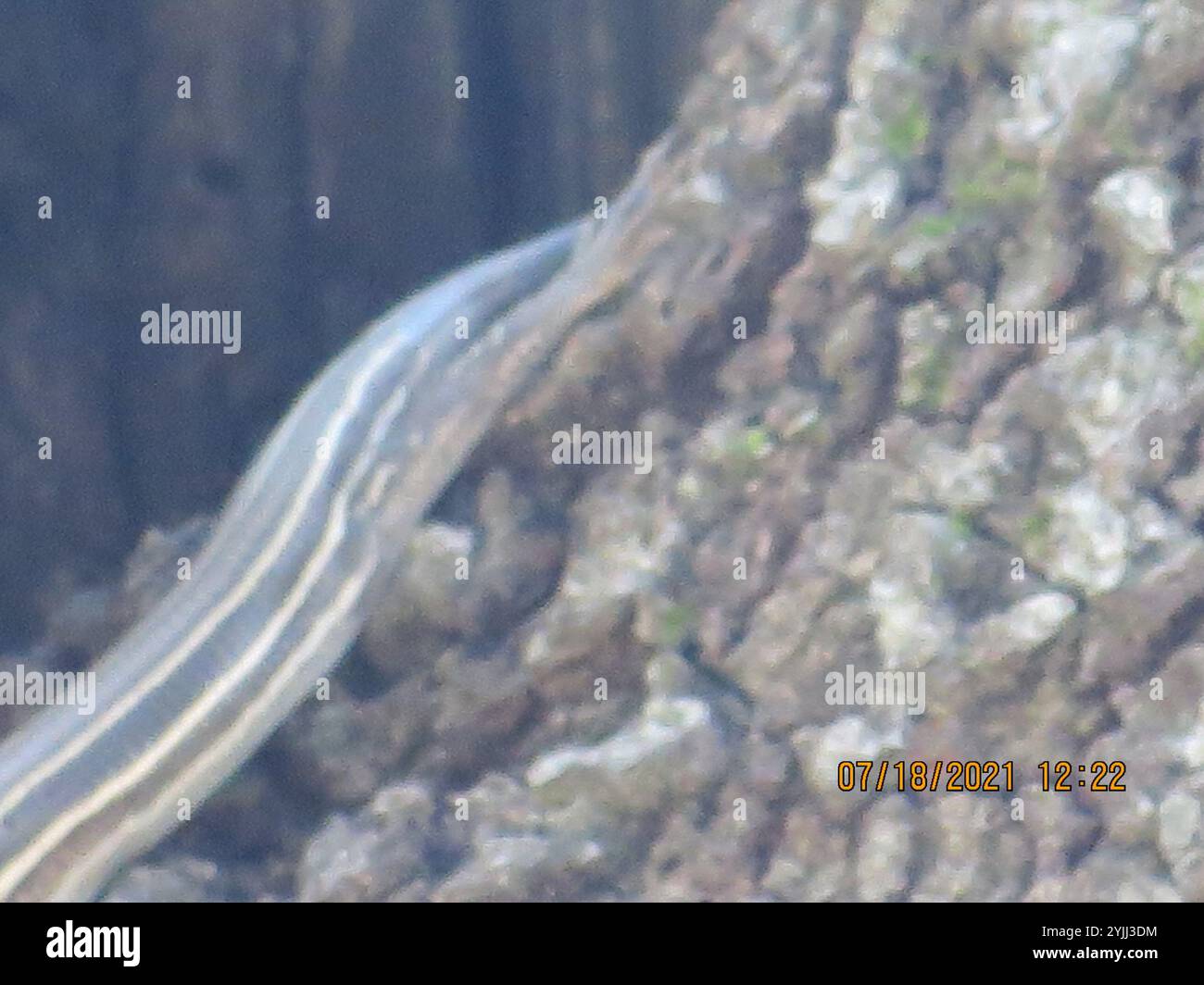 Toothy Skinks (Plestiodon Stock Photo - Alamy