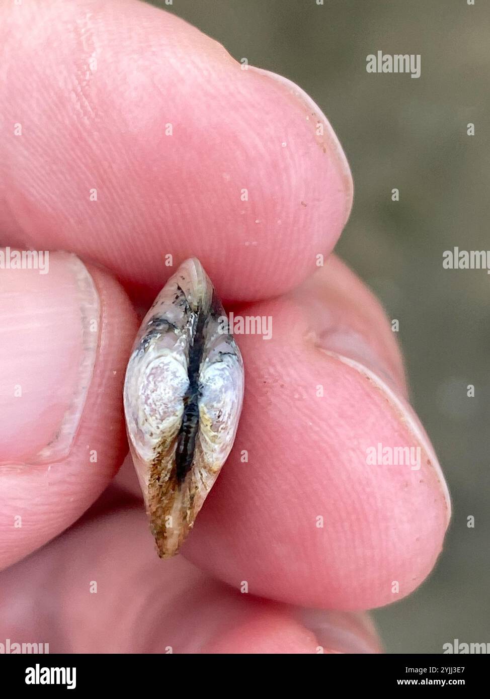 Baltic Macoma (Macoma balthica Stock Photo - Alamy