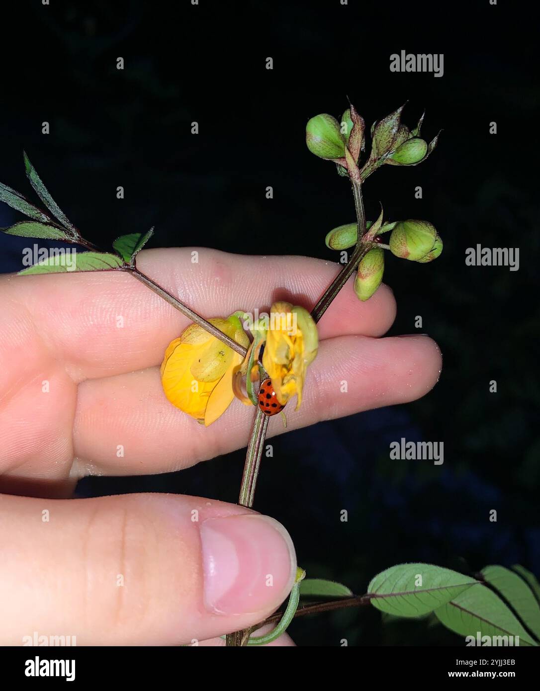 Coffee Senna (Senna occidentalis Stock Photo - Alamy