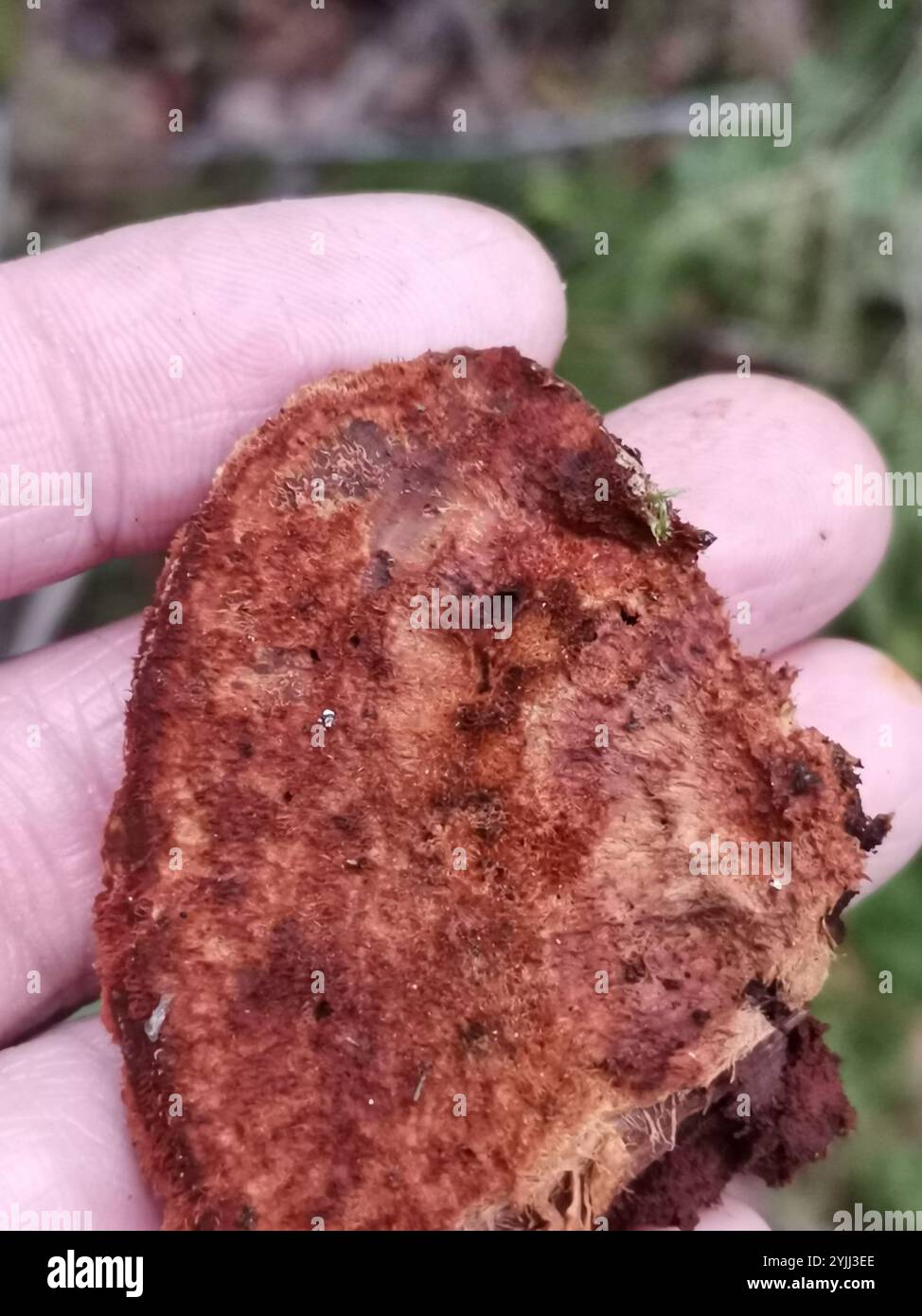 Alder Bracket (Mensularia radiata Stock Photo - Alamy