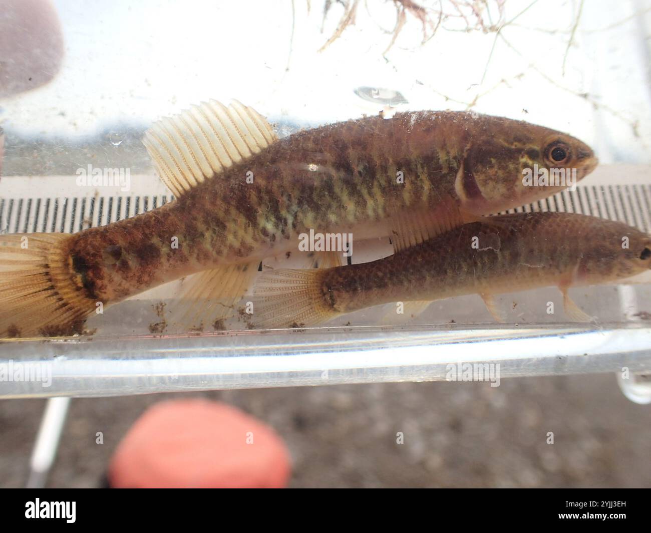 Umbra limi hi-res stock photography and images - Alamy