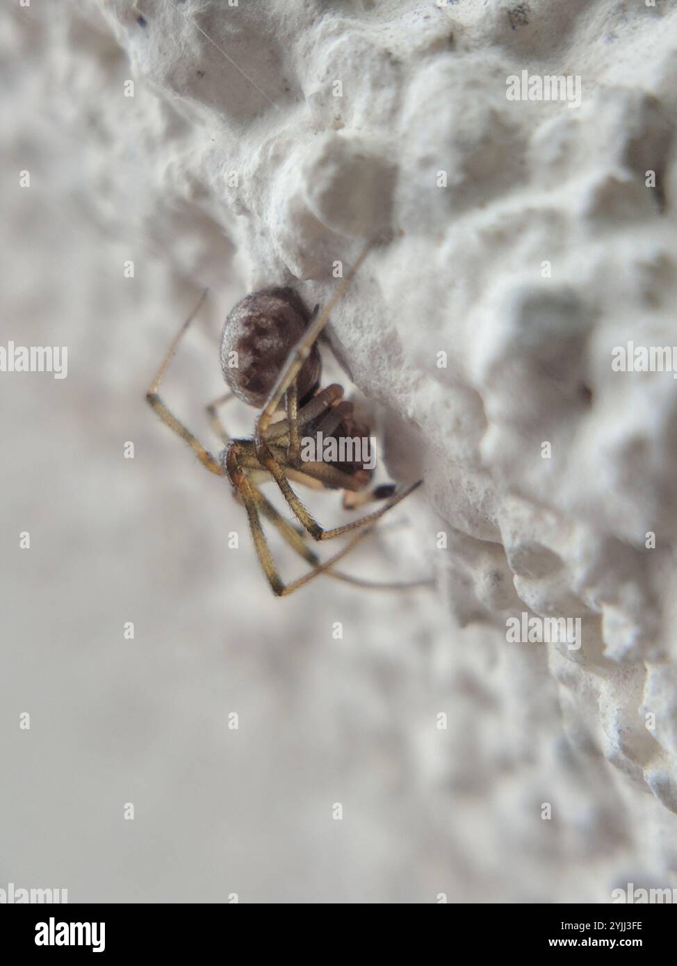 Triangulate Combfoot (Steatoda triangulosa Stock Photo - Alamy