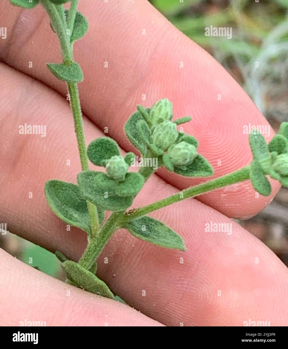 Dixie aster (Sericocarpus tortifolius Stock Photo - Alamy