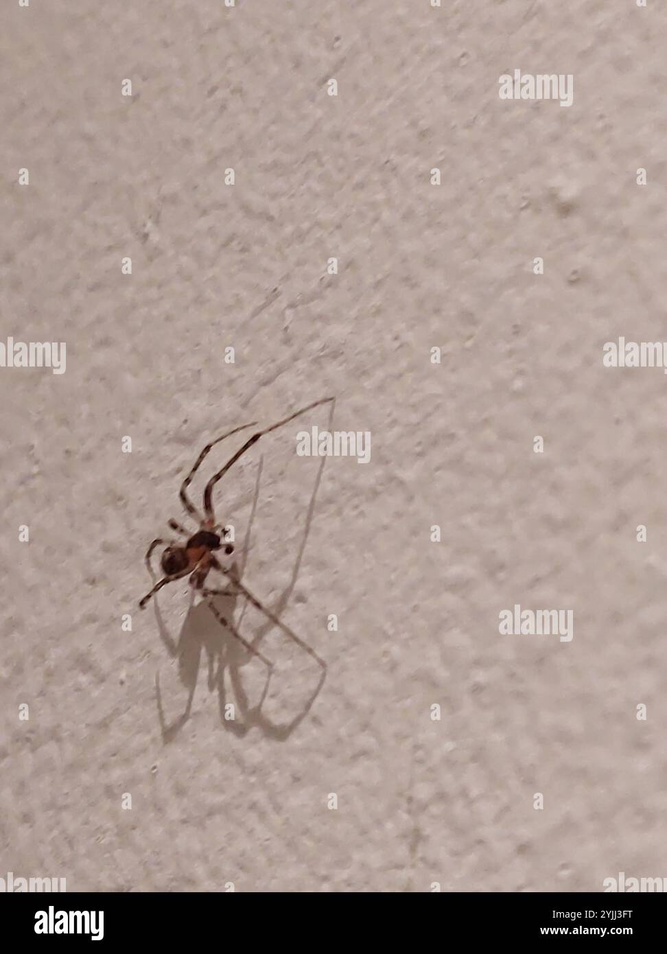 Missing-sector Orbweb Spiders (Zygiella Stock Photo - Alamy