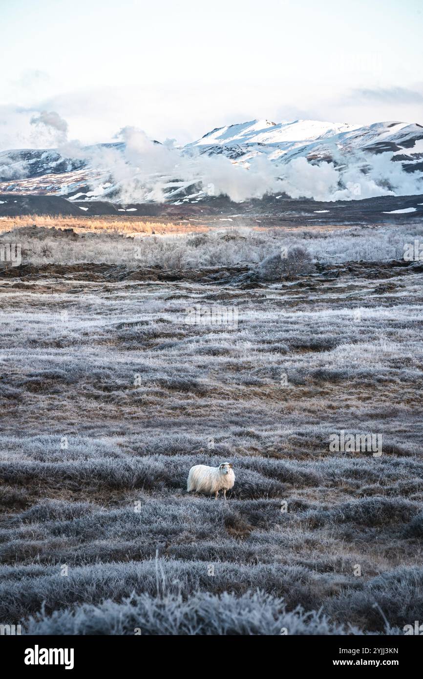 Icelandic sheep in a field with ice at sunrise Stock Photo - Alamy