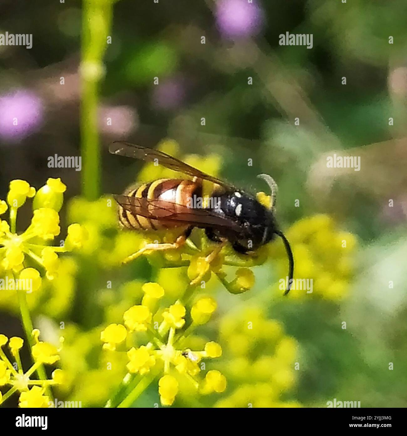 Red-banded Yellowjacket (Vespula rufa Stock Photo - Alamy
