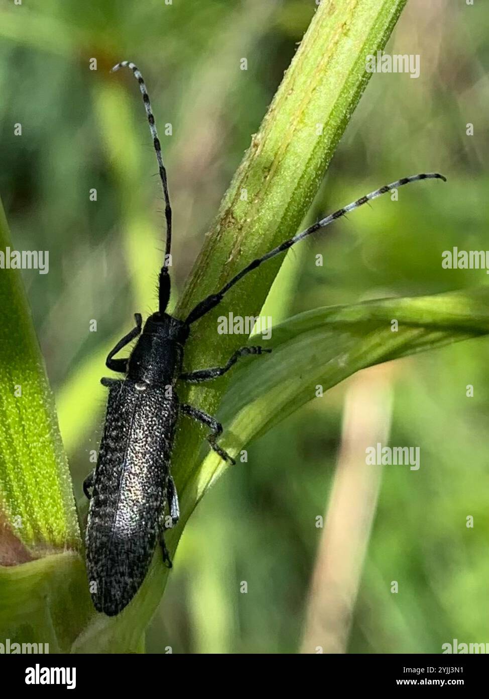 Golden-bloomed Longhorn Beetle (Agapanthia villosoviridescens Stock ...