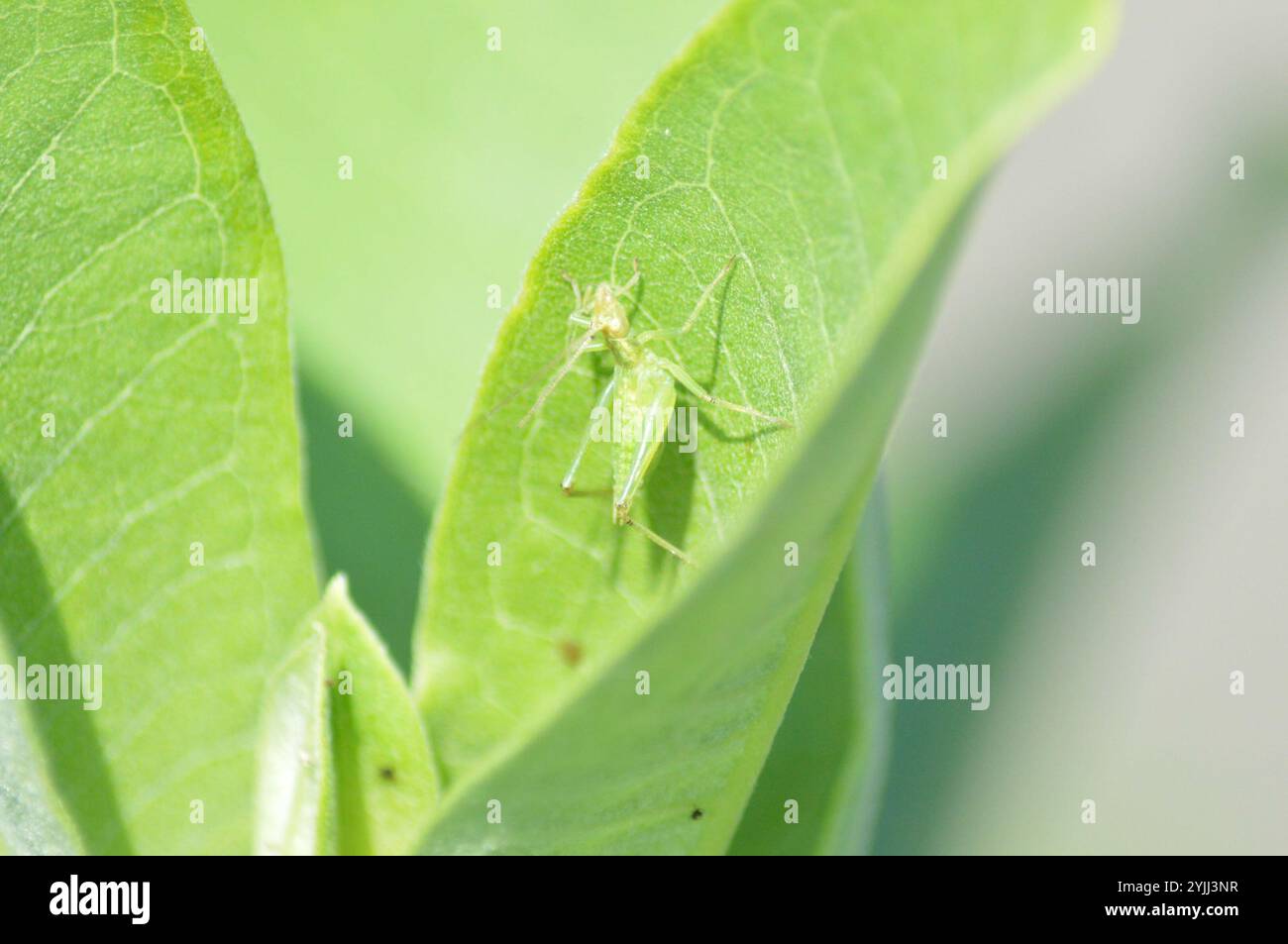 Common Tree Crickets (Oecanthus Stock Photo - Alamy