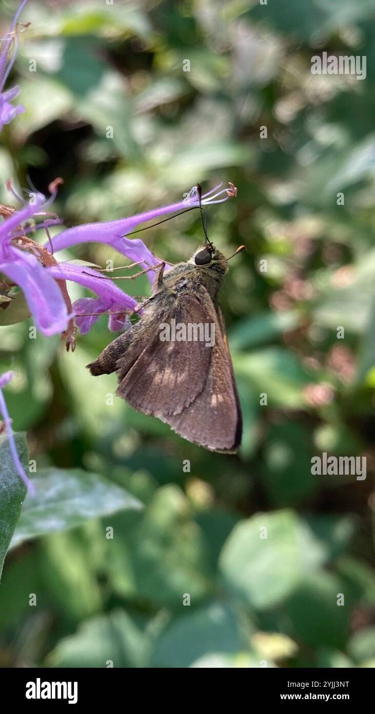 Polites egeremet hi-res stock photography and images - Alamy