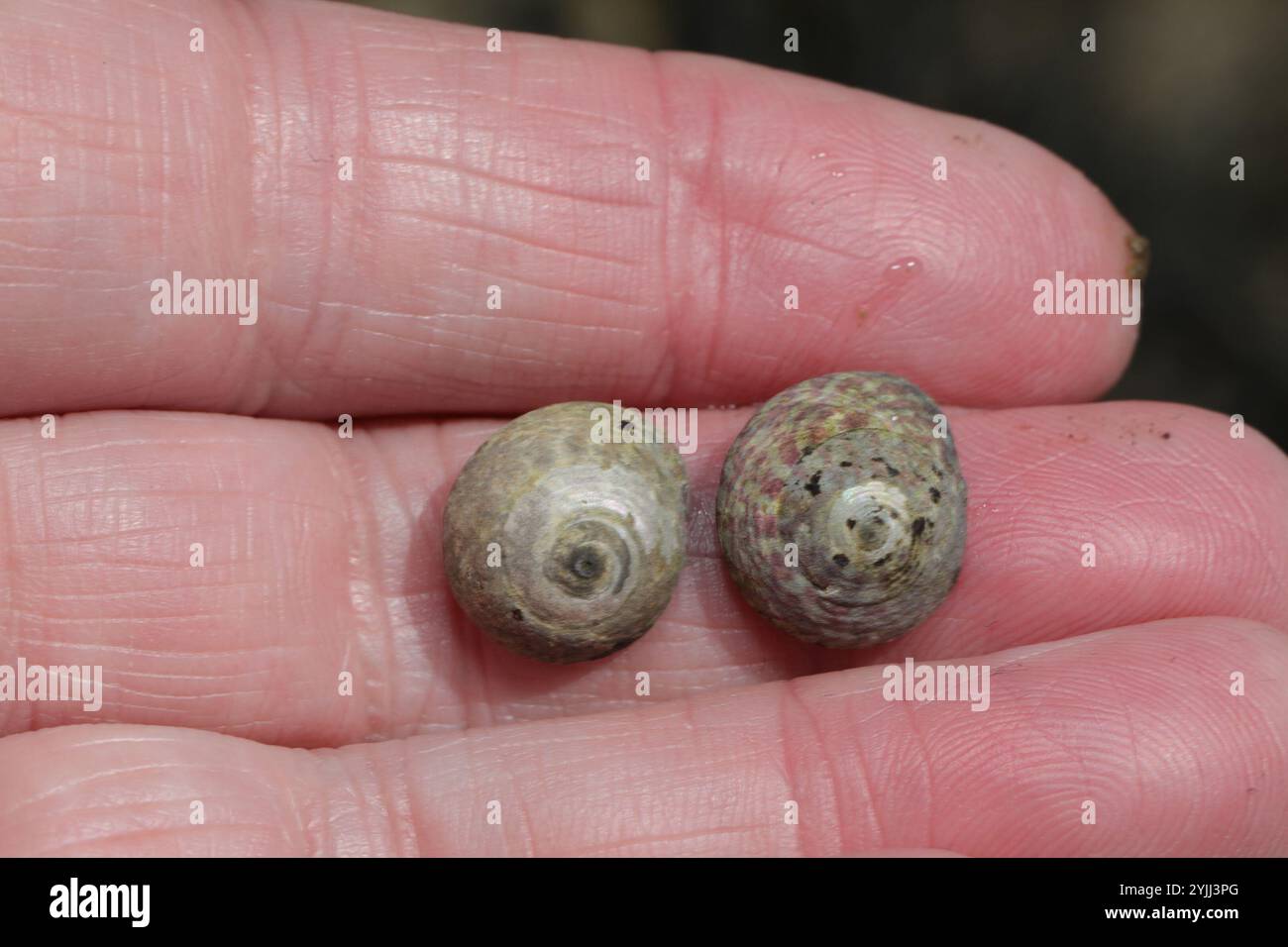 Purple Topshell (Steromphala umbilicalis Stock Photo - Alamy