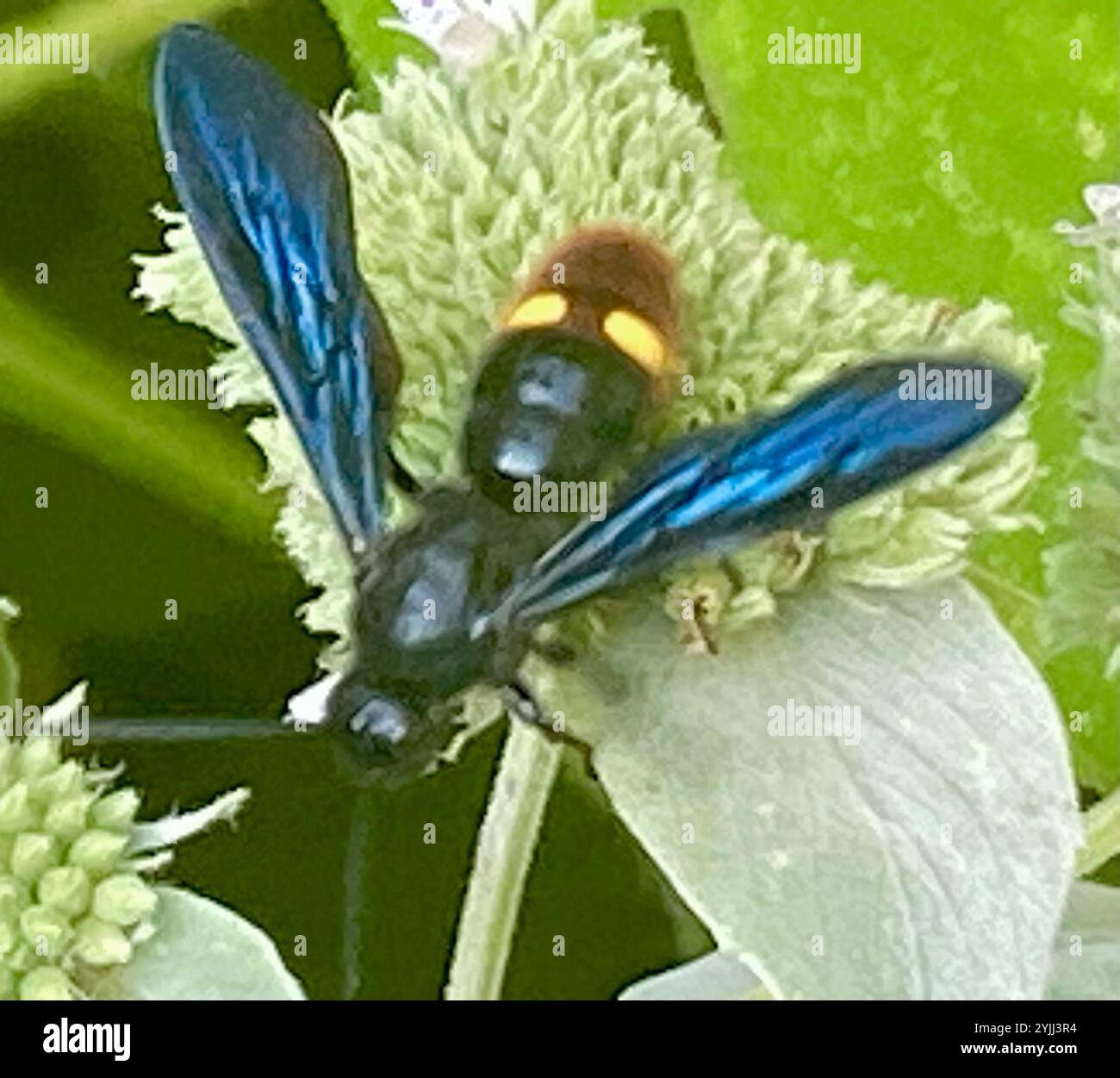 Blue-winged Scoliid Wasp (Scolia dubia Stock Photo - Alamy
