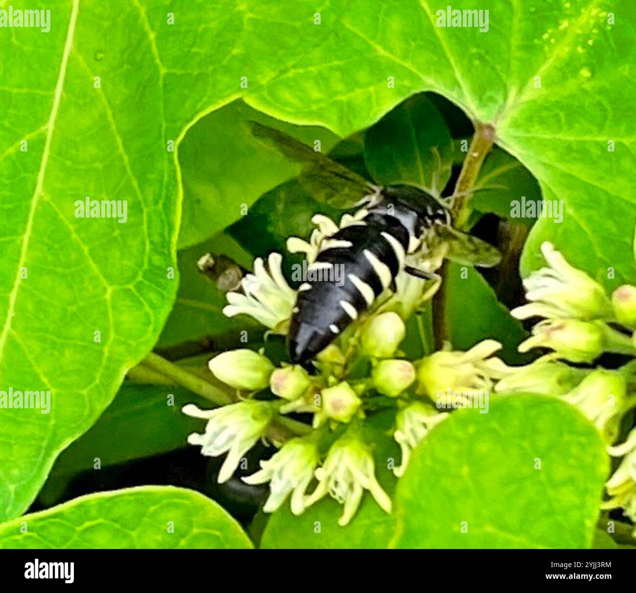 Four-banded Stink Bug Wasp (Bicyrtes quadrifasciatus Stock Photo - Alamy