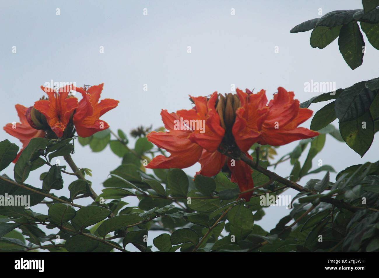 African tulip tree (Spathodea campanulata Stock Photo - Alamy