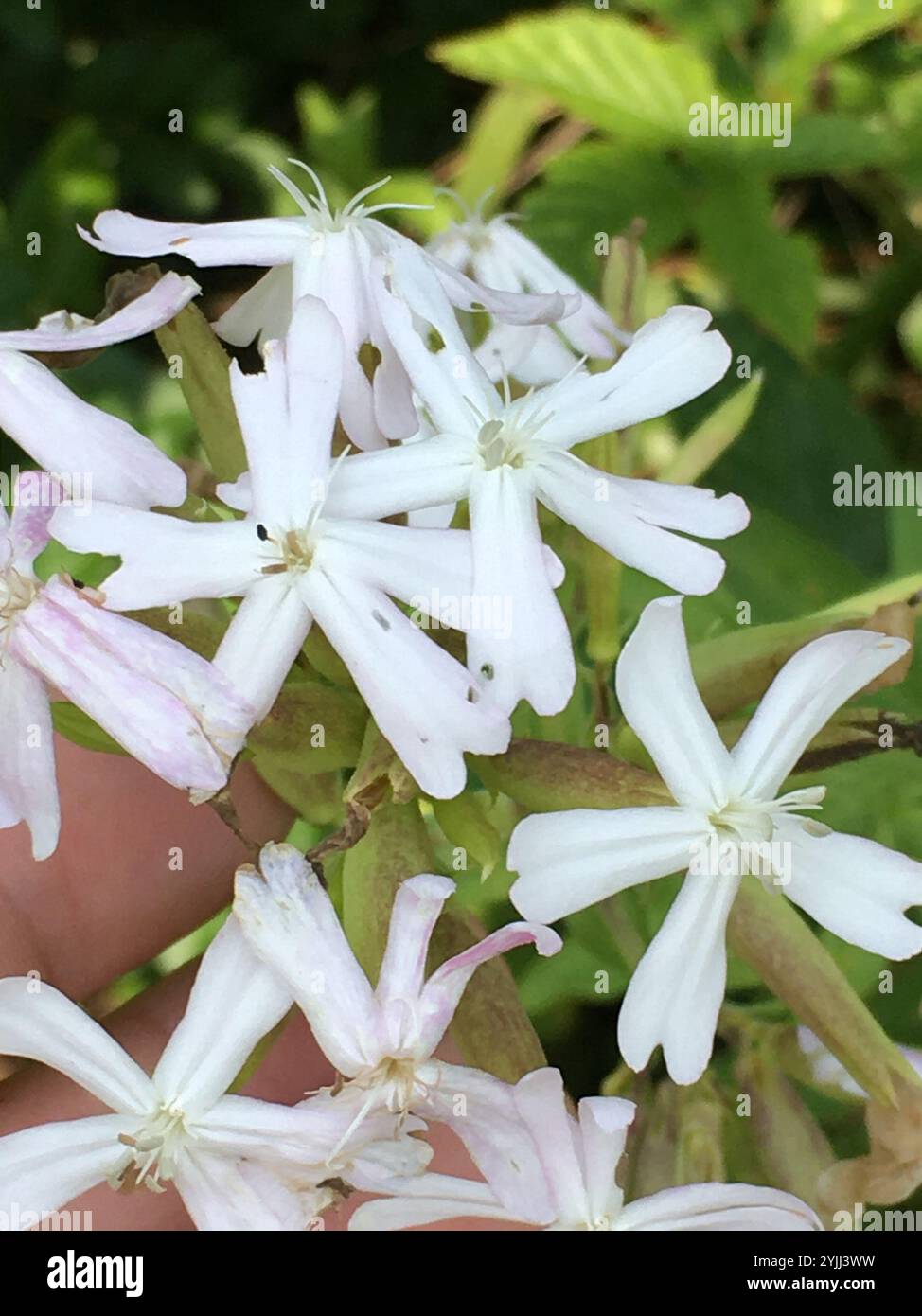 common soapwort (Saponaria officinalis Stock Photo - Alamy