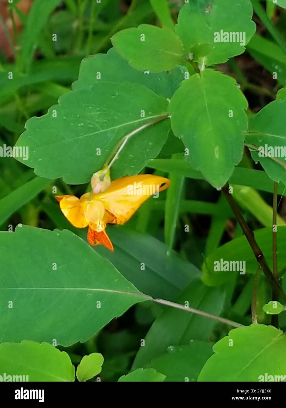 common jewelweed (Impatiens capensis Stock Photo - Alamy