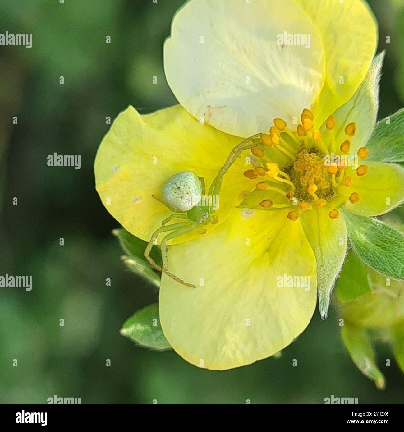 Triangle Crab Spider (Ebrechtella tricuspidata Stock Photo - Alamy