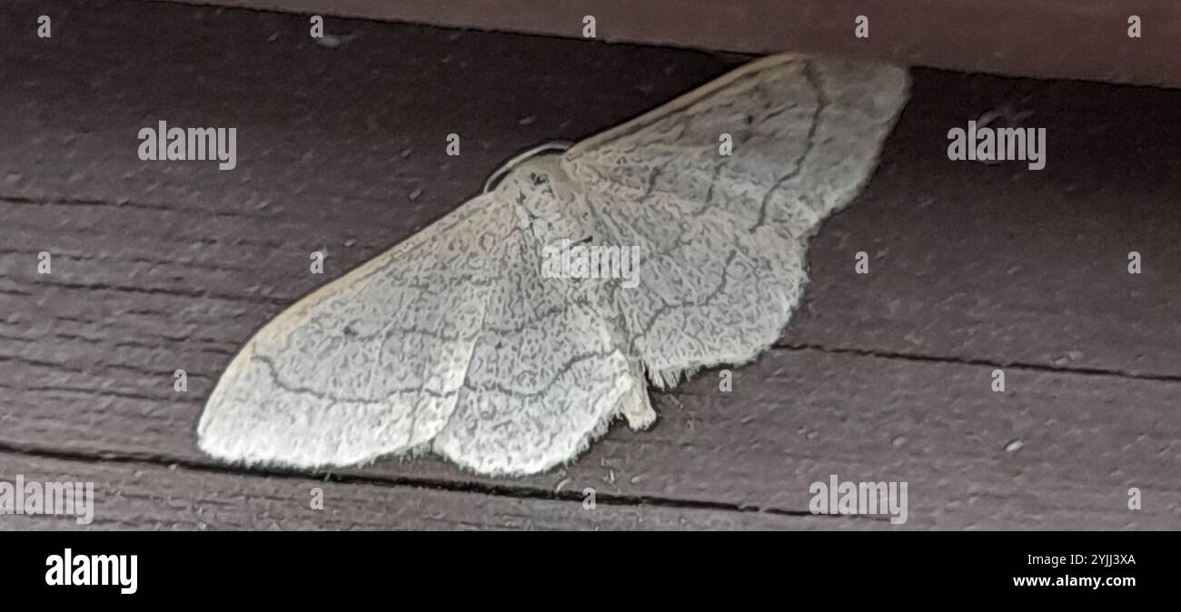 Riband Wave (Idaea aversata Stock Photo - Alamy