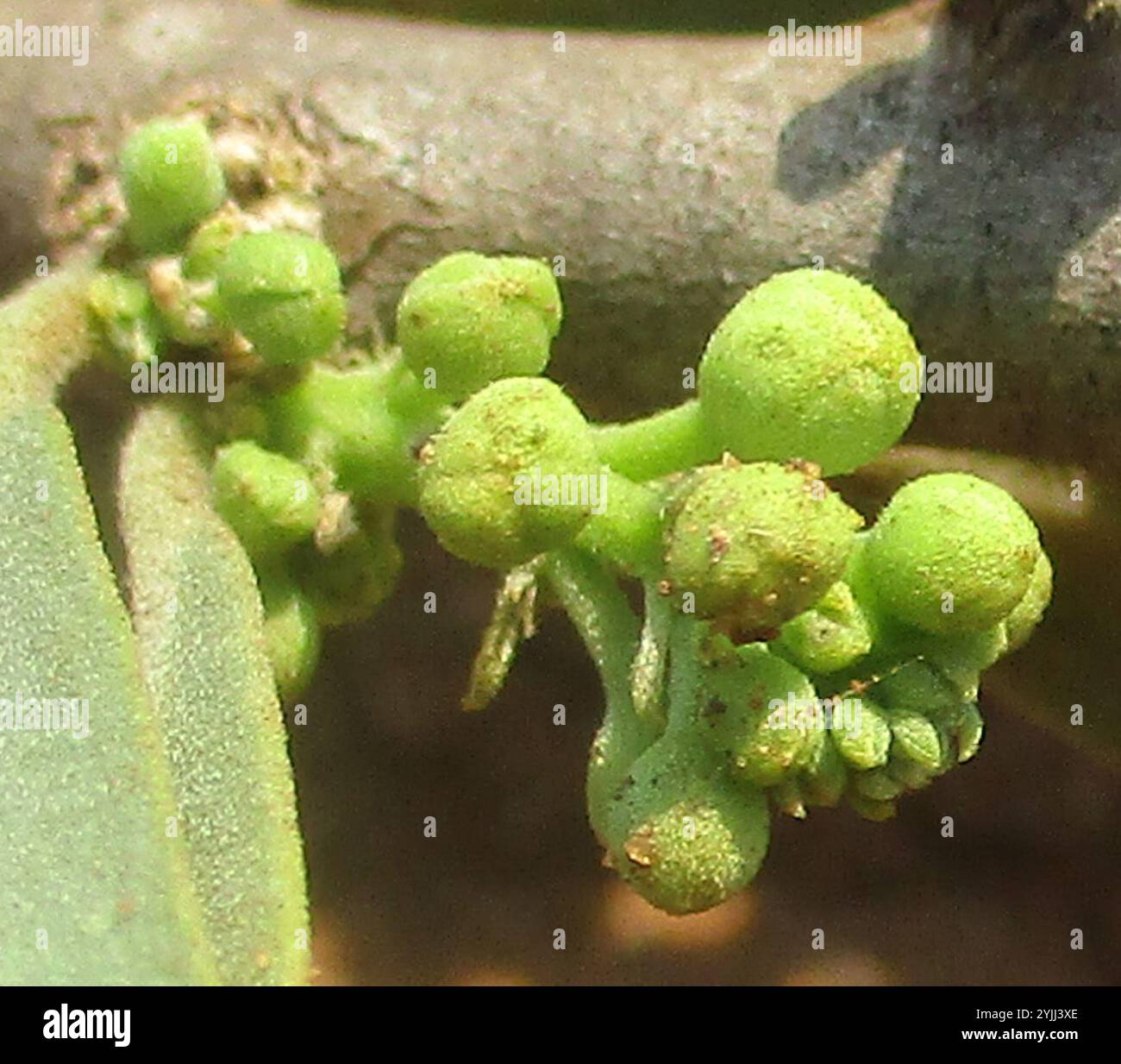 staff-vine family (Celastraceae Stock Photo - Alamy