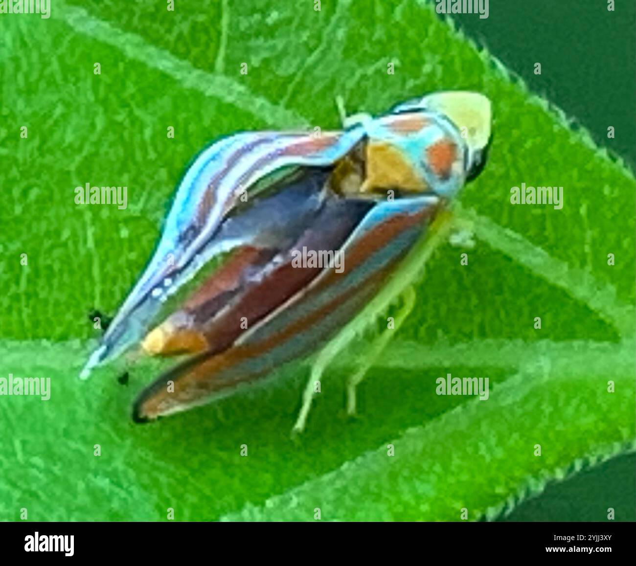 Red-banded Leafhopper (Graphocephala coccinea Stock Photo - Alamy