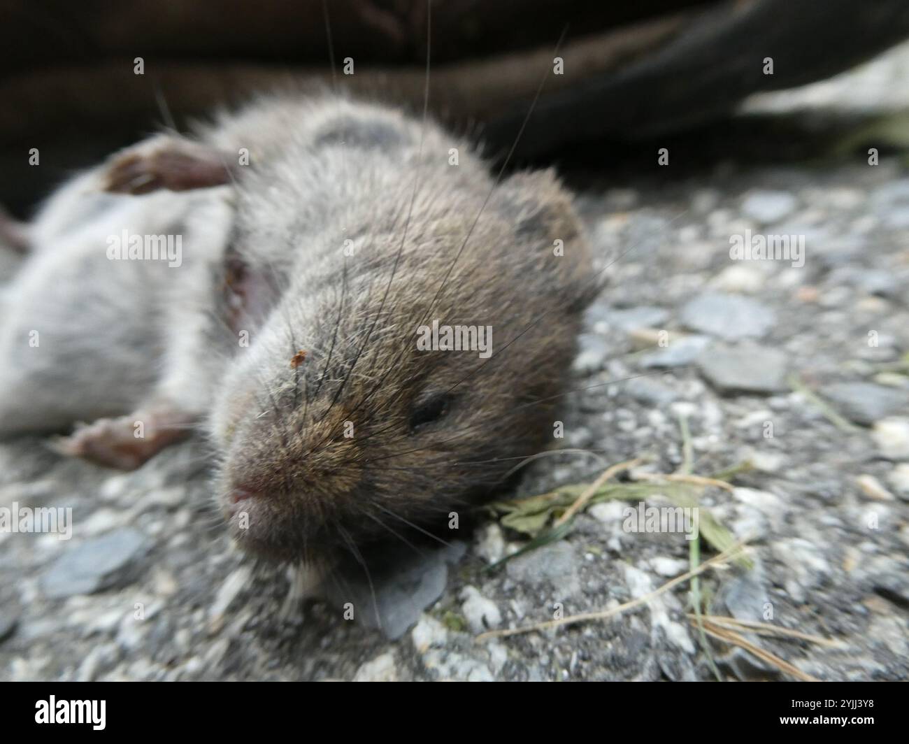 Microtus pennsylvanicus hi-res stock photography and images - Alamy